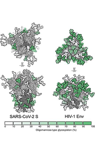 Site-specific analysis of the SARS-CoV-2 glycan shield | Public Policy|Southampton | University ...